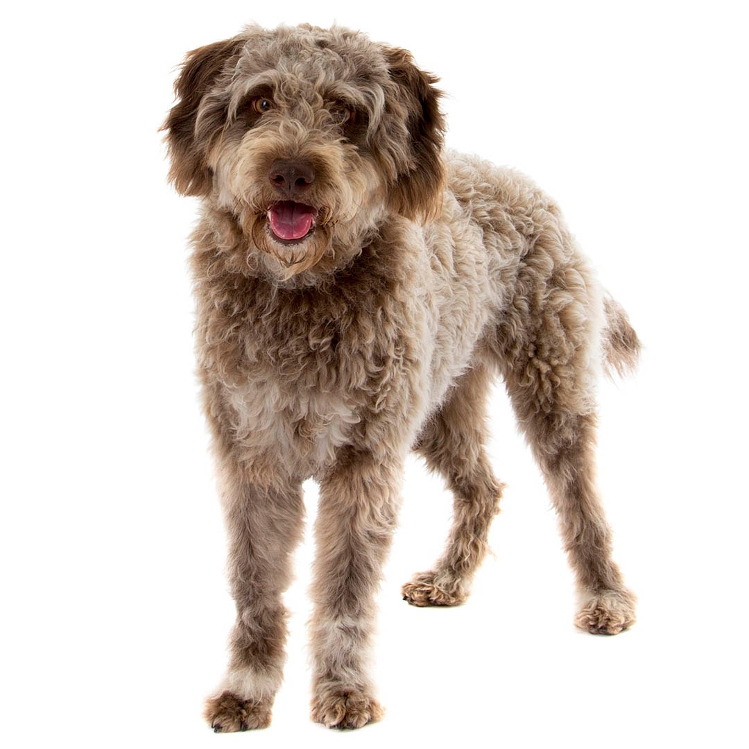 What Makes A Lagotto Dog A Special Breed