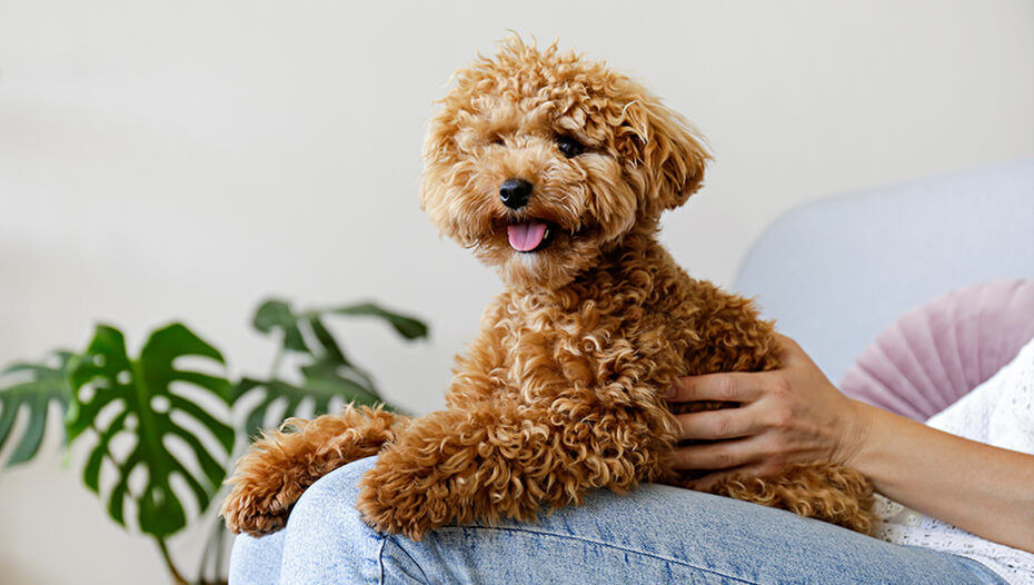 Are Maltipoo Dogs Good With Cats