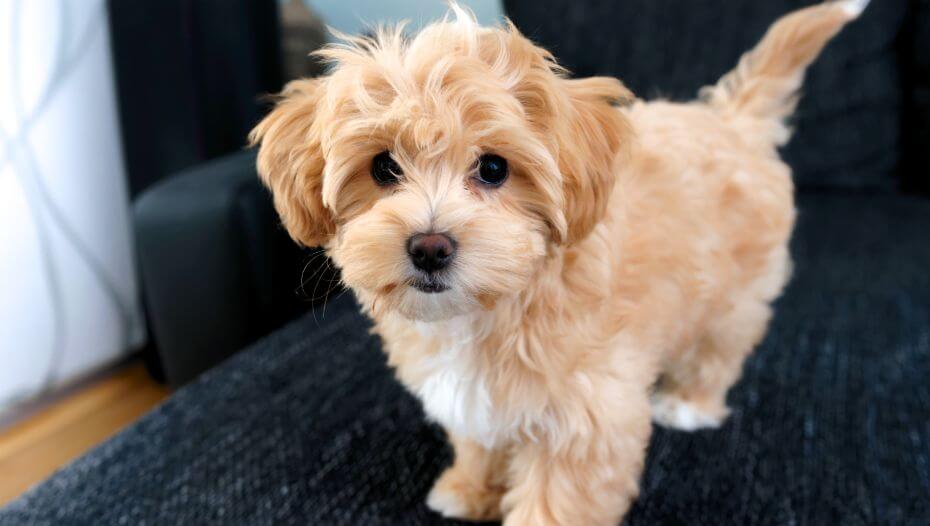 Are Maltipoo Good Dogs