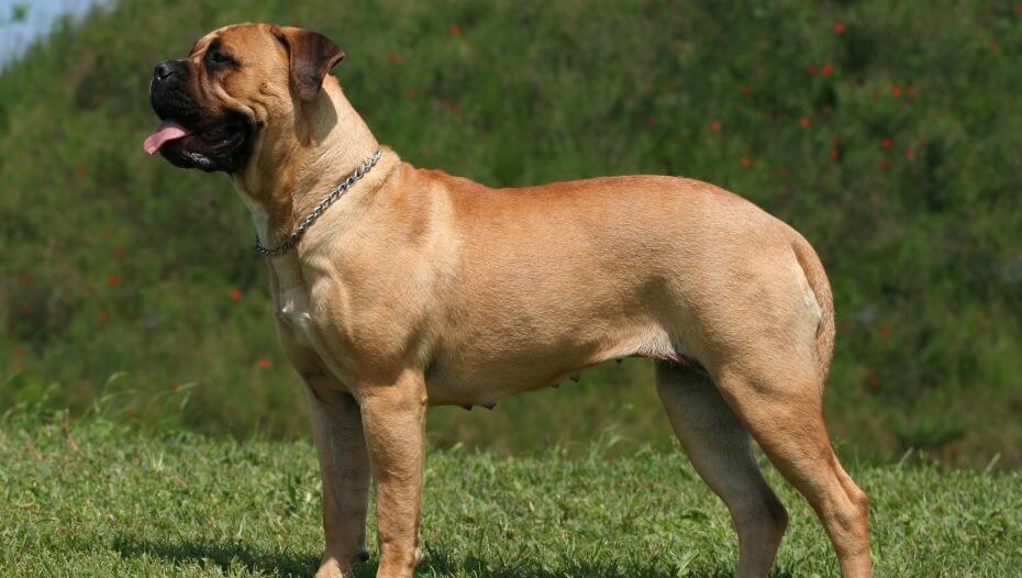When To Start Training A English Mastiff