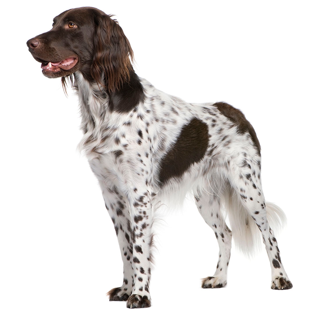 Are Small Munsterlanders Intelligent Dogs