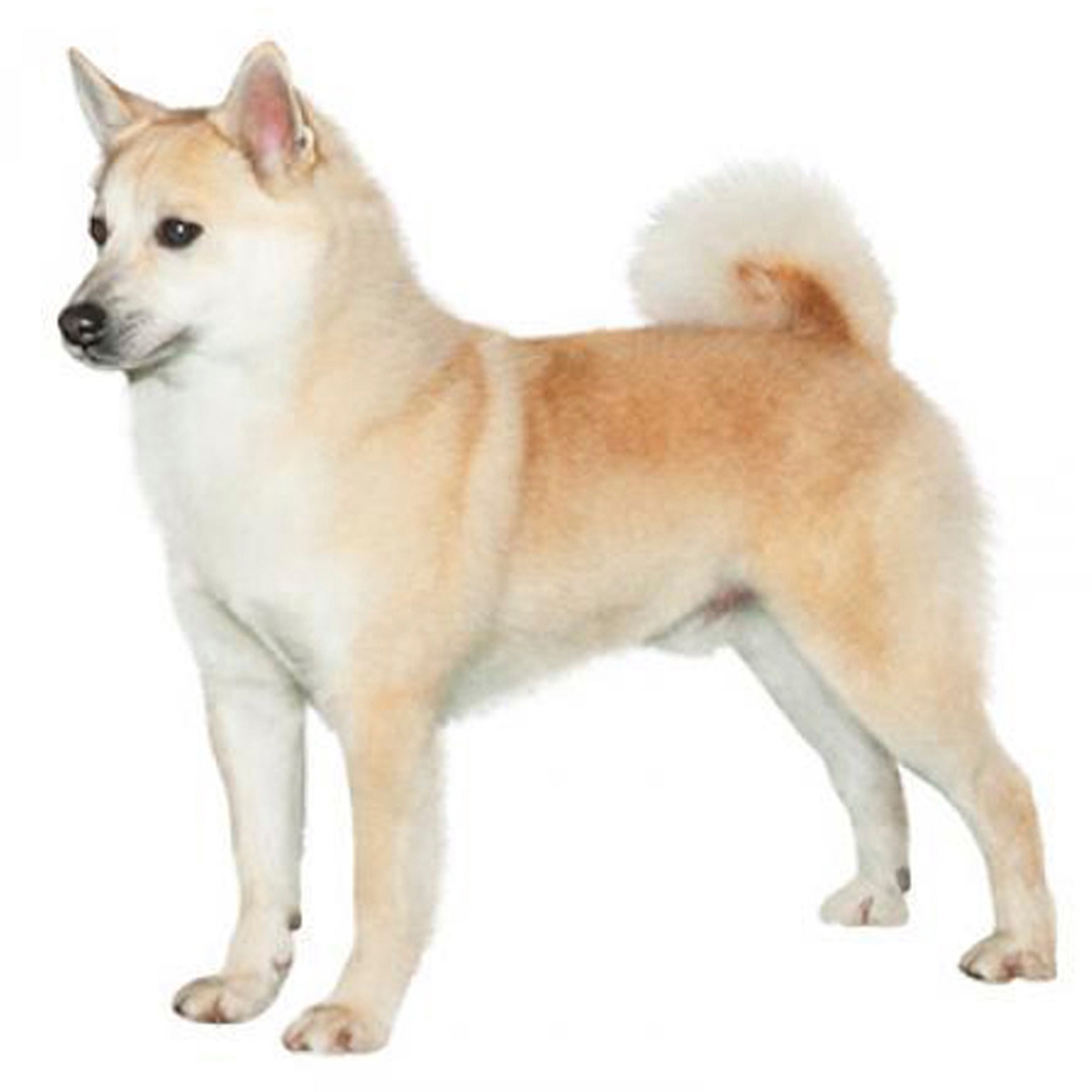 Norwegian Buhund Uk