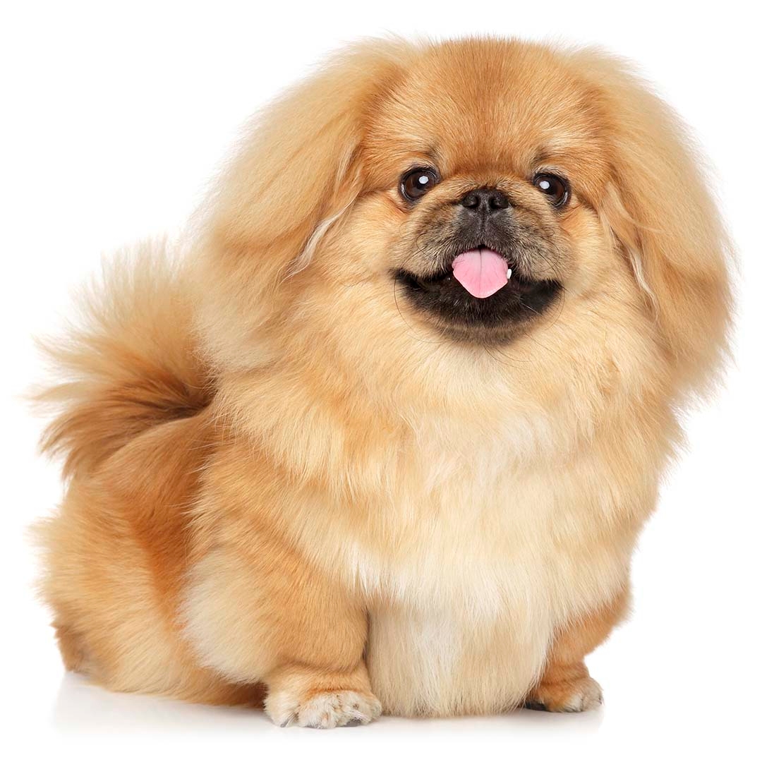 What Is The History Of Peke Dogs