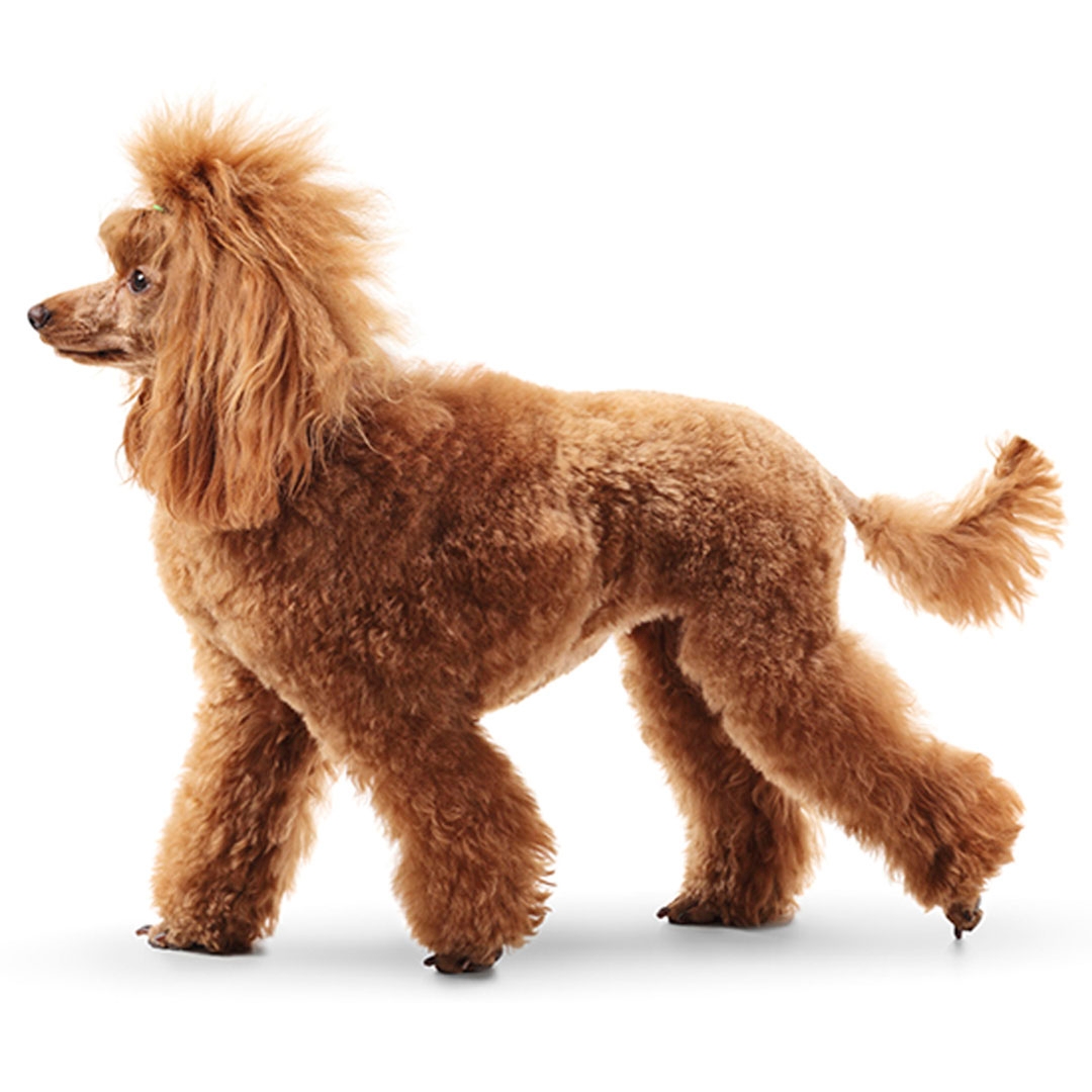 Standard Poodle Uncut
