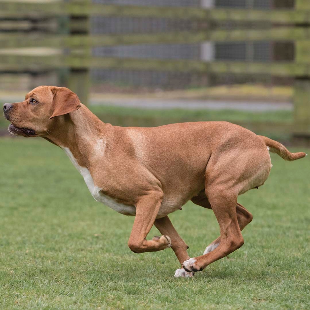 Do Portuguese Pointer Shed
