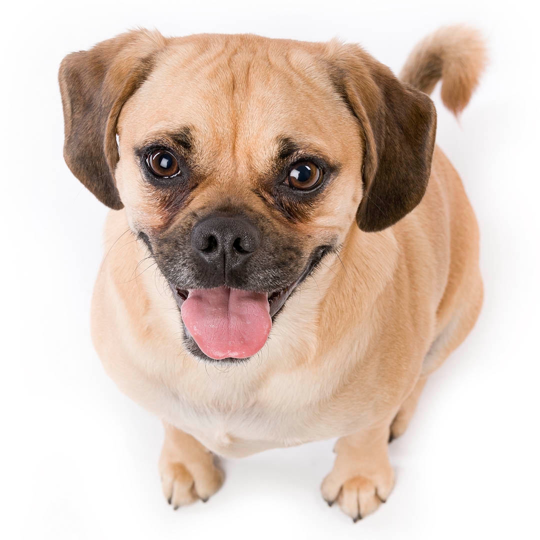 About the Puggle Dog