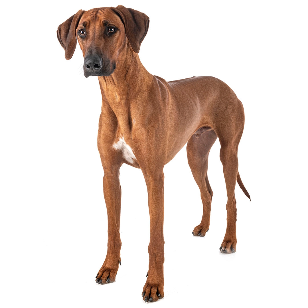 Is The Rhodesian Ridgeback A Good Family Dog
