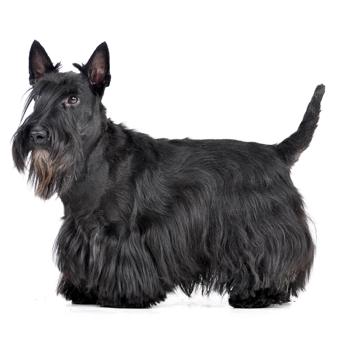 Scottish Terrier White Scottish Terrier Hi Res Stock Photography And