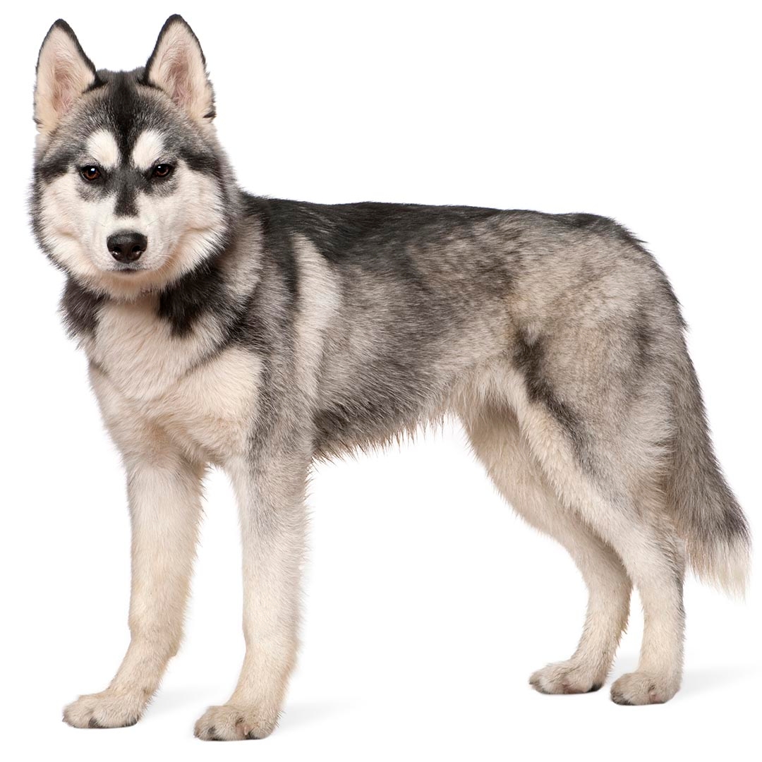 Are Siberian Husky Part Wolf