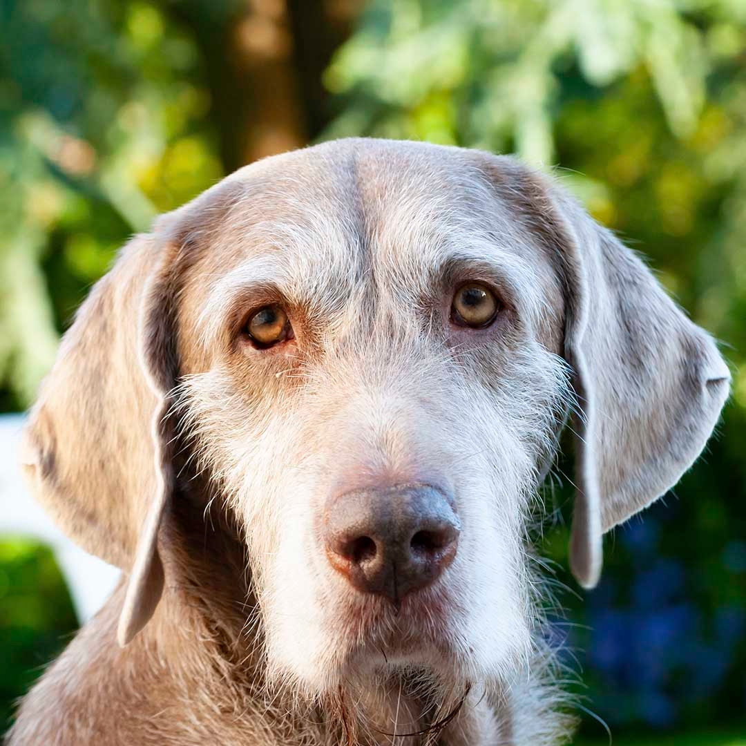 Wire Haired Weimaraner