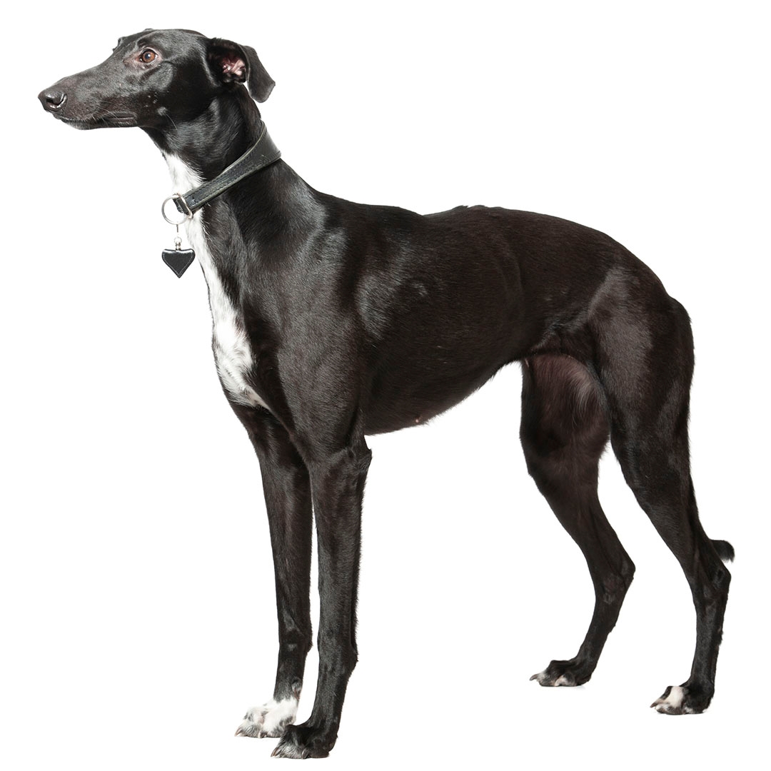 Is A Whippet A Good Pet