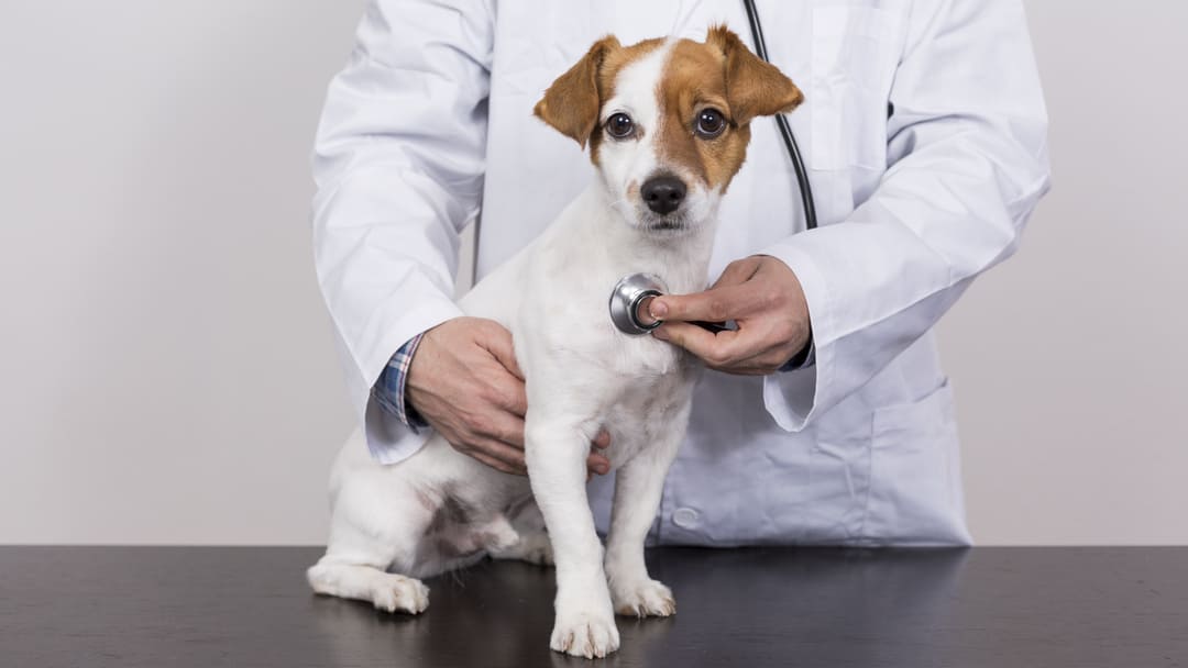 Heart Murmur in Dogs: Symptoms, Causes & Treatment