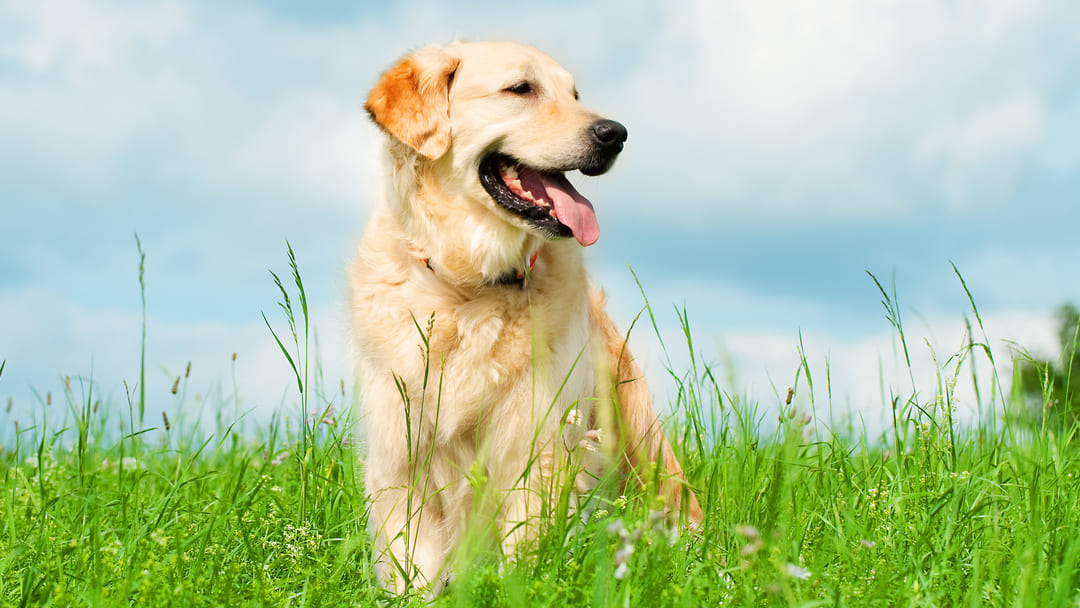 10 Yellow Dog Breeds You’ll Totally Adore | Purina UK