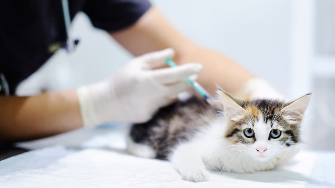 Antibiotics for Cats: Types and Possible Side Effects | Purina UK