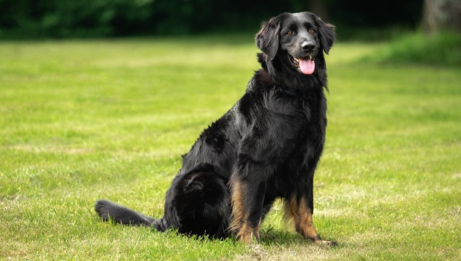 Can A Hovawart Guard A Home