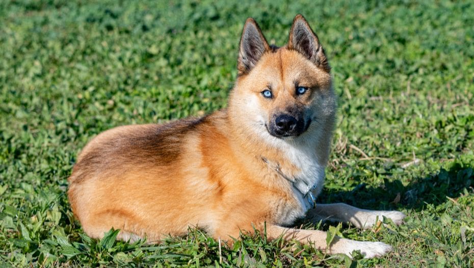 How Much Does A Pomsky Puppy Cost