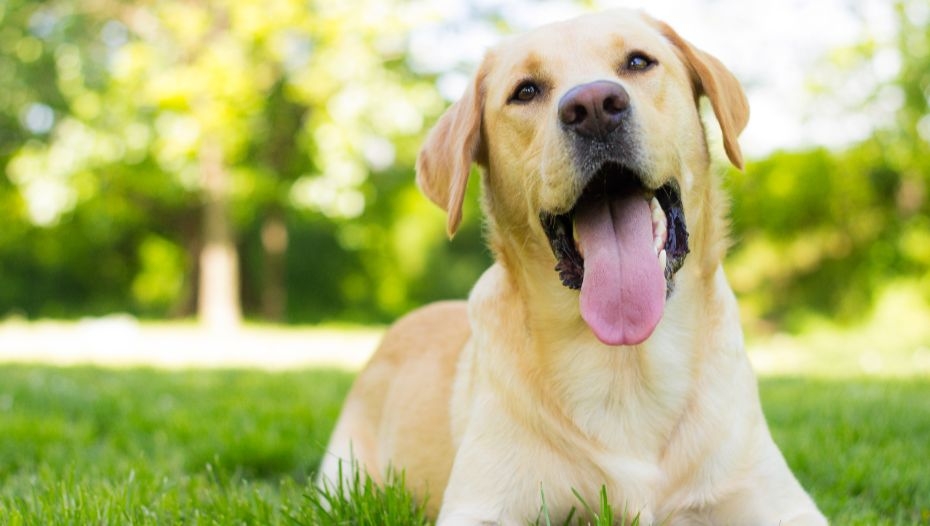 Different Types Of Labrador Which Is Right For You?, 41% OFF