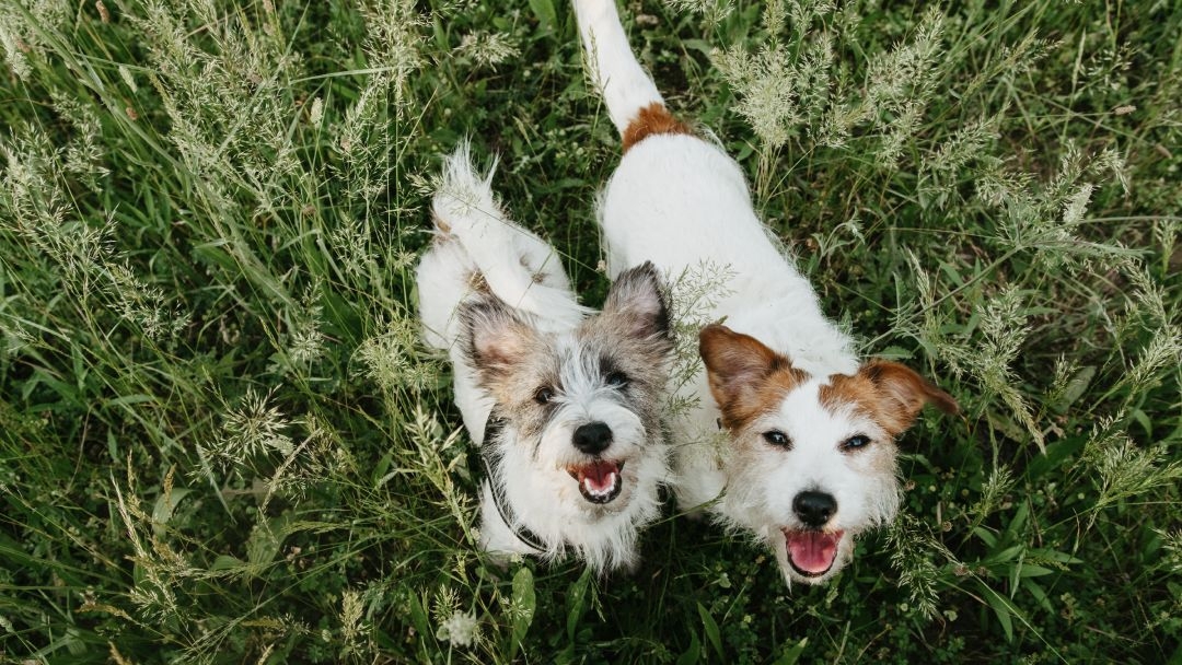 How Long Do Dogs Live In Human Years