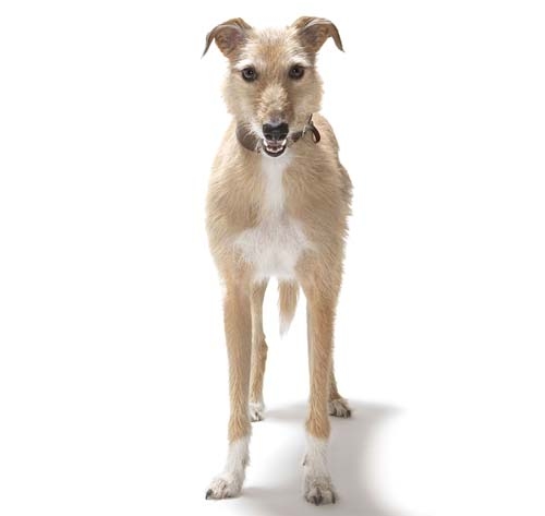 Lurcher Dog Breed Information | Purina UK
