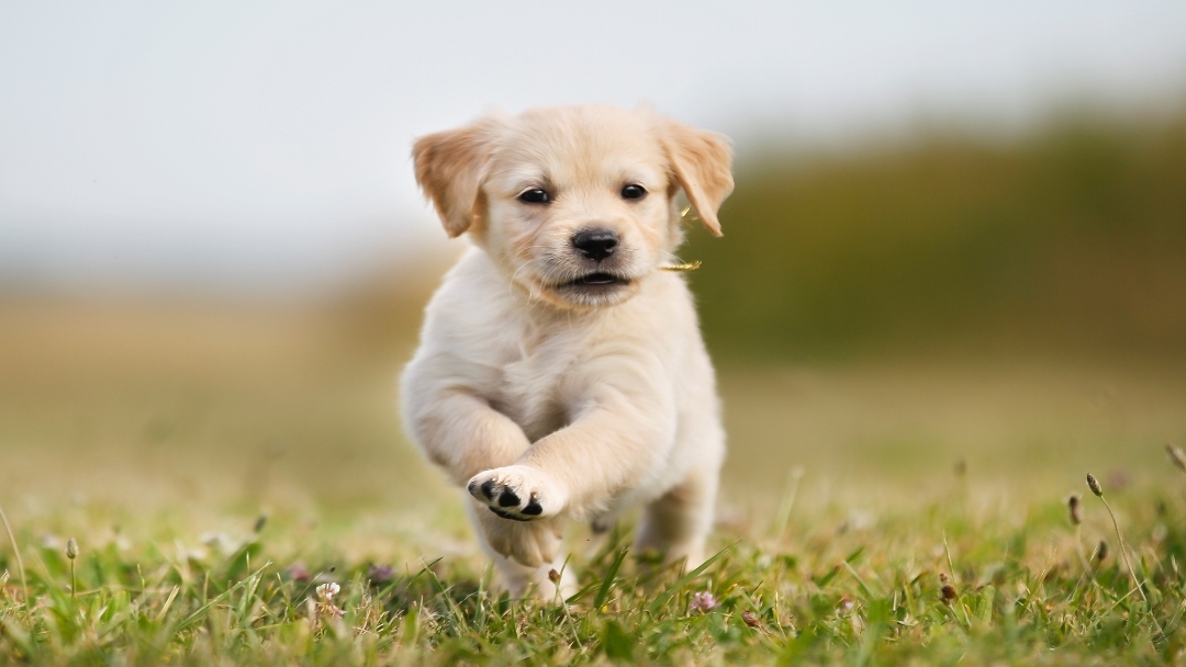 Labrador pupping running in grass