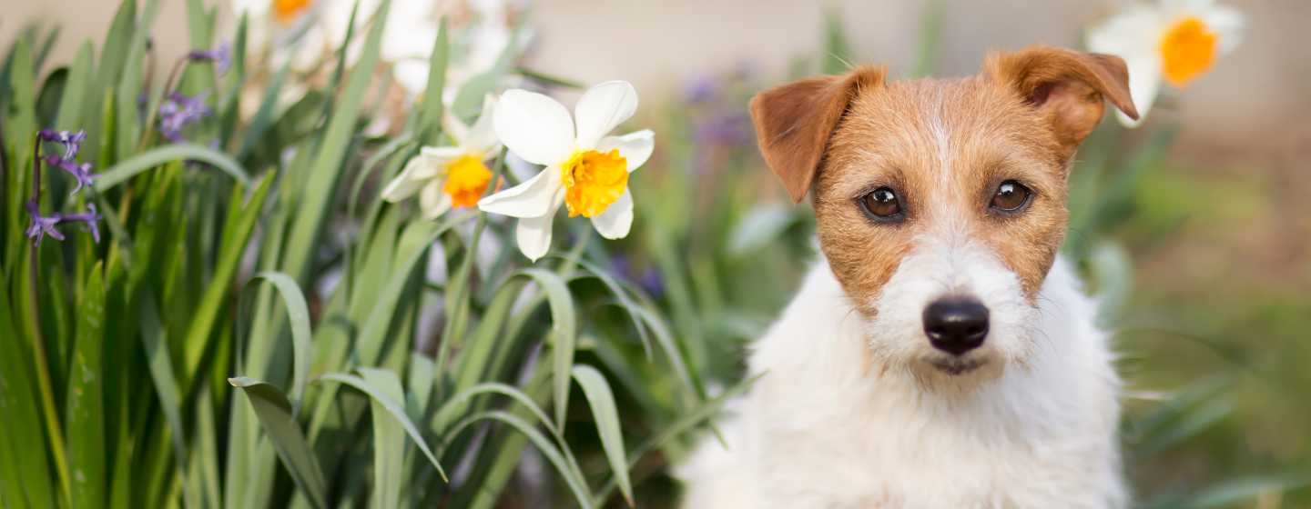 Are Daffodil Plants Toxic To Pets at Susan Burke blog