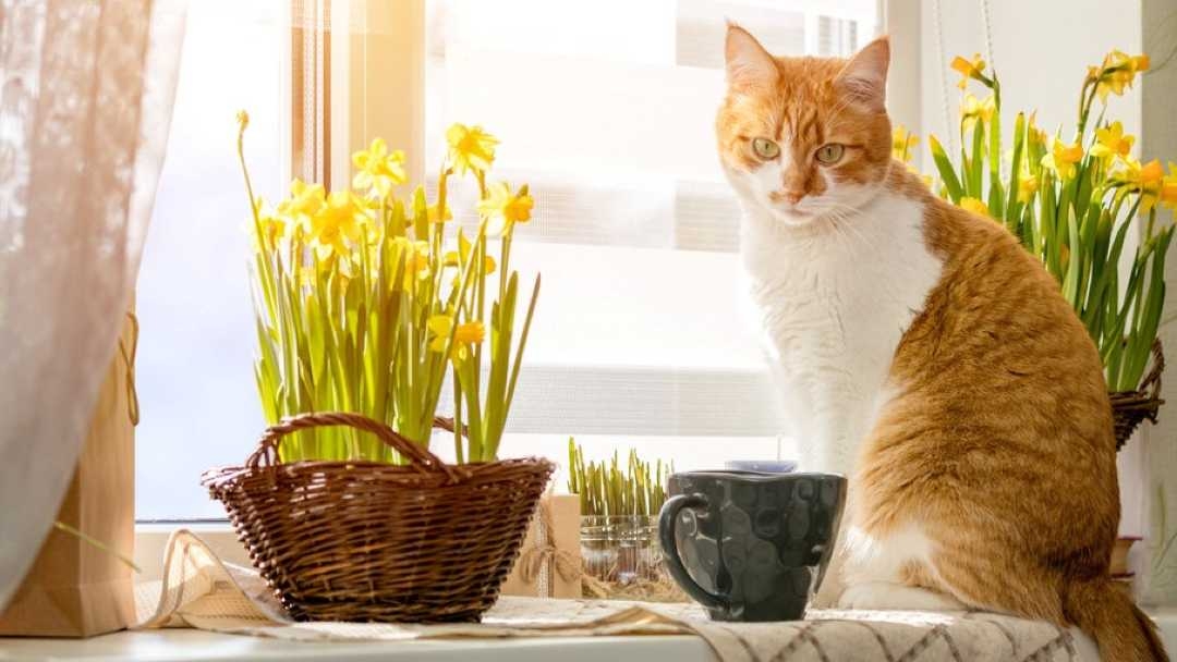 Are Daffodils Poisonous to Cats? Find out! | Purina