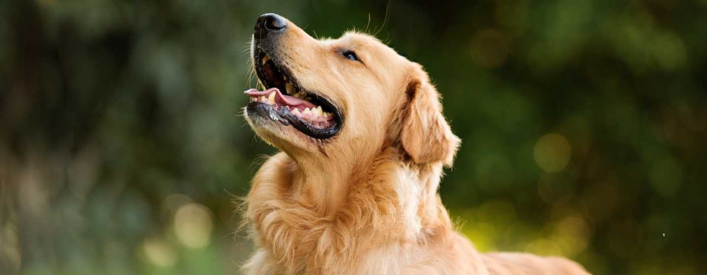 Are Labrador Retrievers Good Outside Dogs