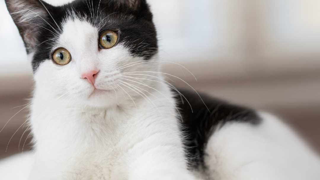 39 Fabulous Black and White Cat Names You Will Love | Purina UK