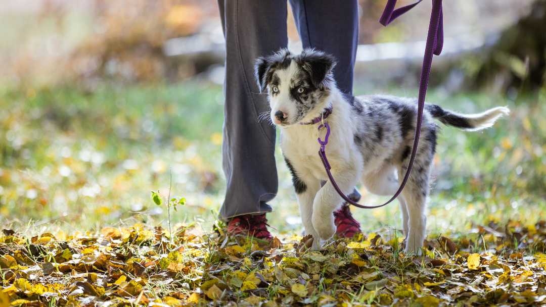 How to Walk a Puppy for the First Time: Our Easy Guide | Purina