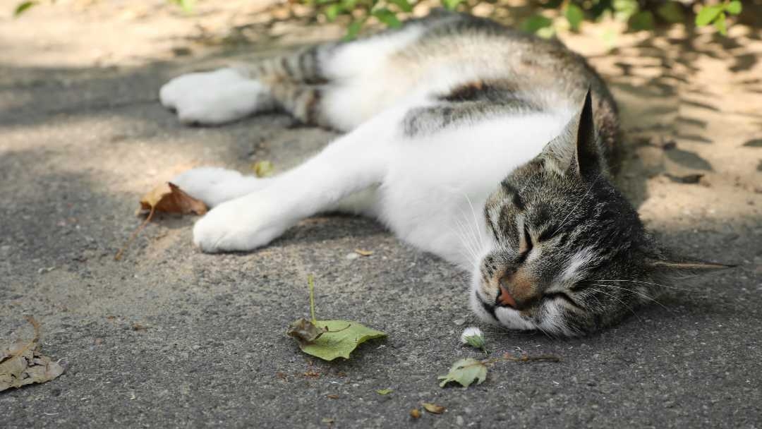 Heatstroke in Cats: The Early Signs to Look Out For | Purina UK