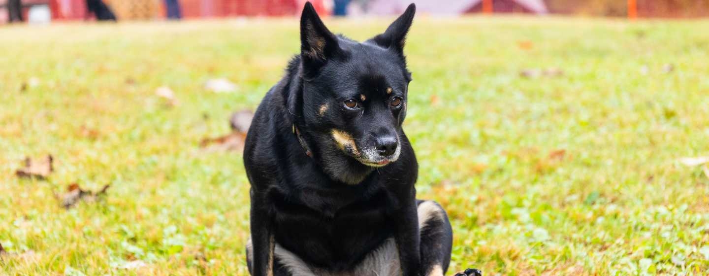Black dog scooting on grass