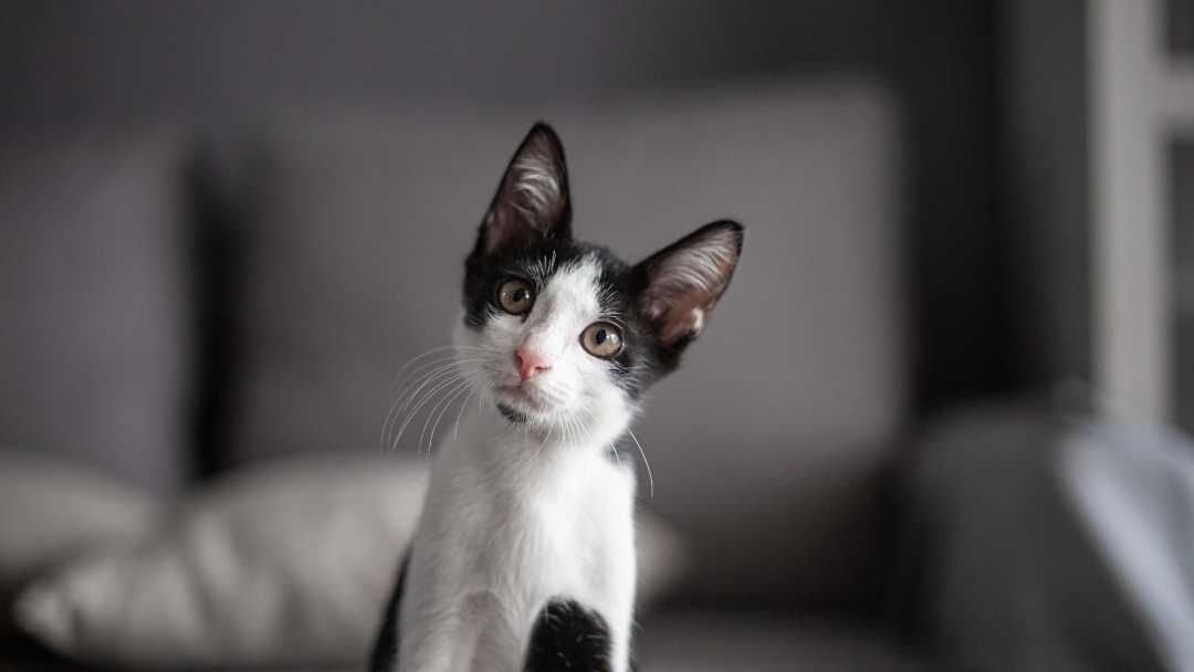 Heart Murmur in Cats: Symptoms & Treatment | Purina UK