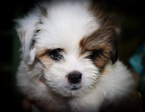 Malshi Dog Breed Information | Purina UK