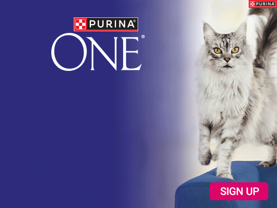 Take The PURINA ONE 3 Week Challenge | Purina UK