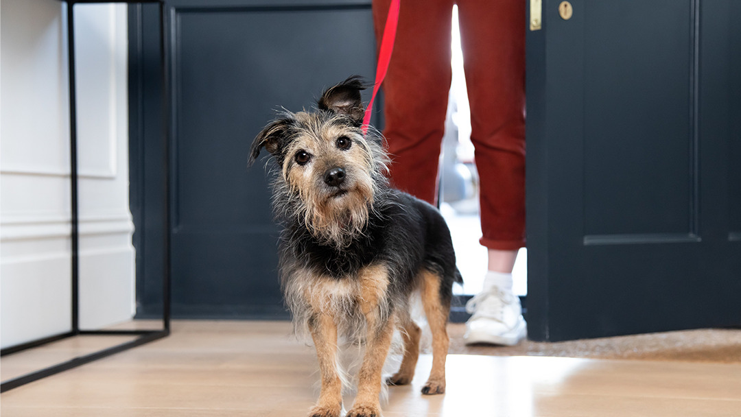 Helping Your Older Dog Through Incontinence | Purina UK