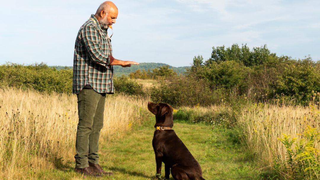 Here’s How to Teach a Dog to Sit In 6 Easy Steps | Purina