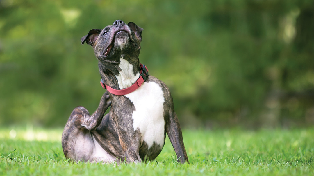 Pro Plan | Is Your Dog Scratching? - Itchy Dog Skin | Purina UK