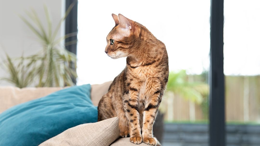 Cat Deafness: Causes & How To Care For A Deaf Cat | Purina UK