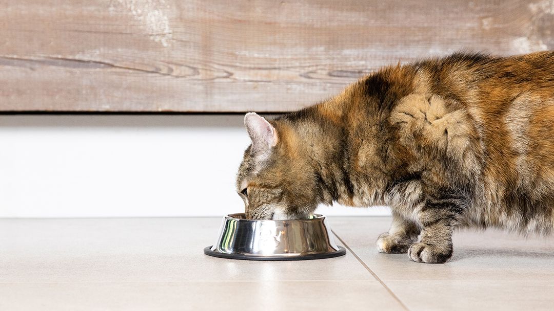 cat digestion problems