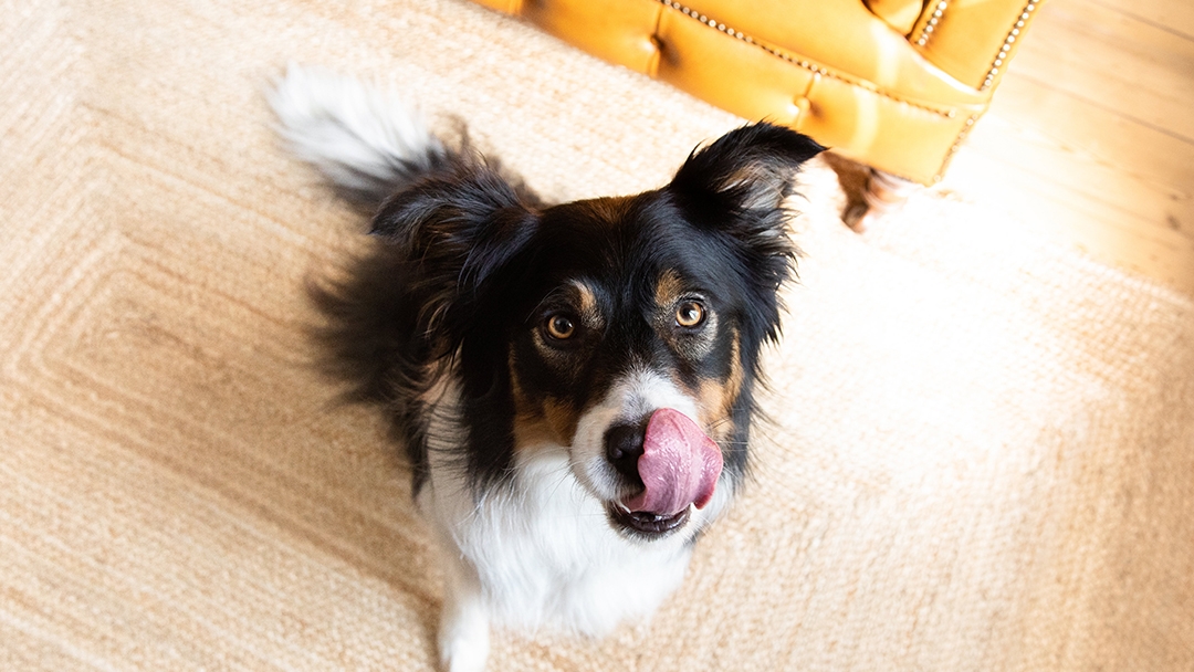 Why Do Dogs Lick You: Reasons & Meaning | Purina UK