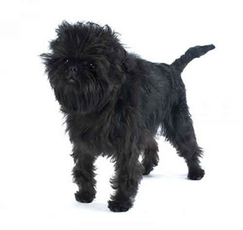 Affenpinscher Dog Breed Information | Purina