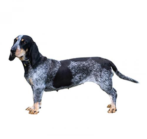 Basset Bleu de Gascogne Dog Breed Information | Purina