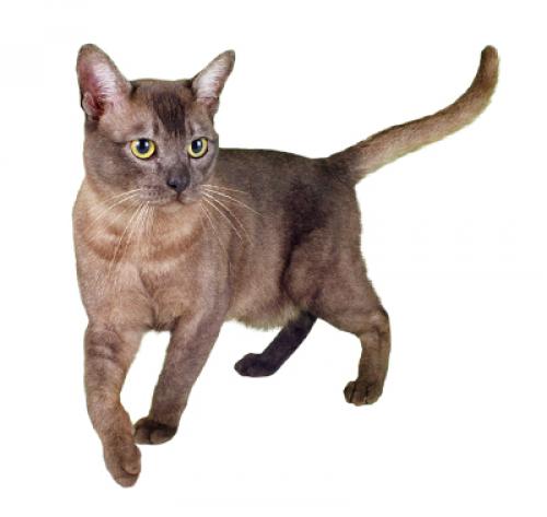 Asian Cat Breed Information | Purina UK