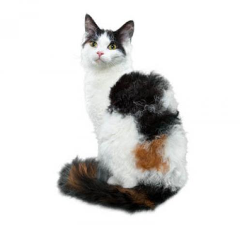 La Perms Cat Breed Information | Purina UK | Purina