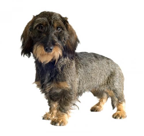 Dachshund (Wire Haired) Dog Breed Information | Purina