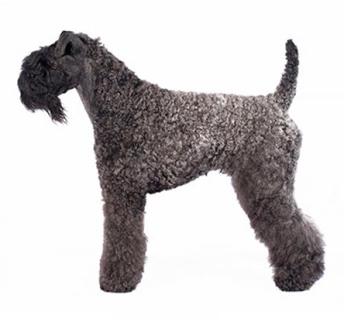 Kerry Blue Terrier Dog Breed Information | Purina UK