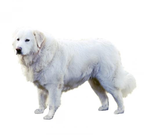 Maremma Sheepdog Dog Breed Information | Purina UK