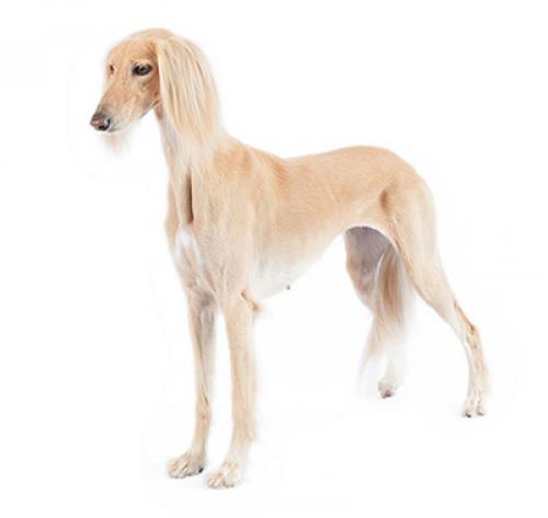 Saluki Dog Breed Information | Purina UK