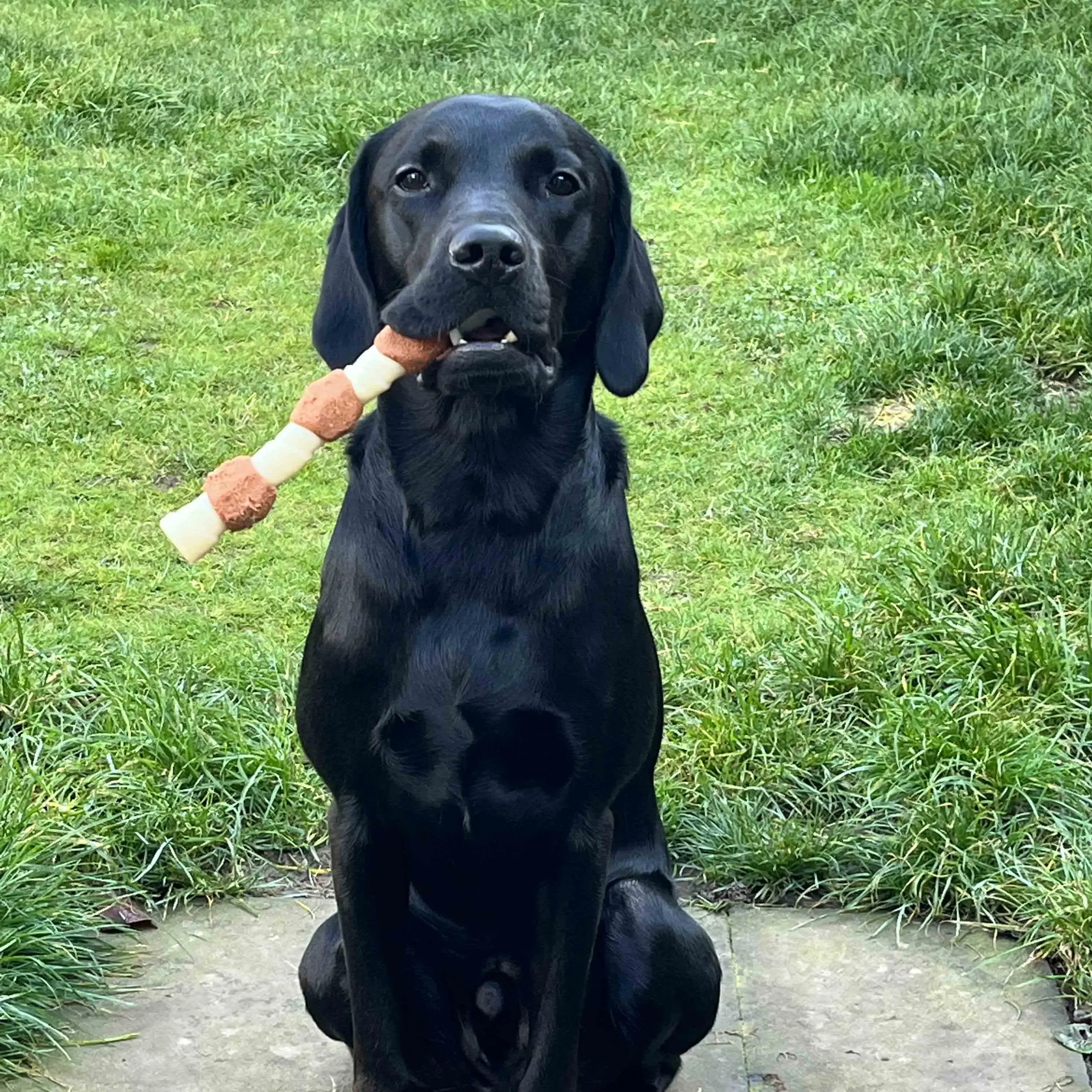 Lemmy Labrador Retriever | Purina UK