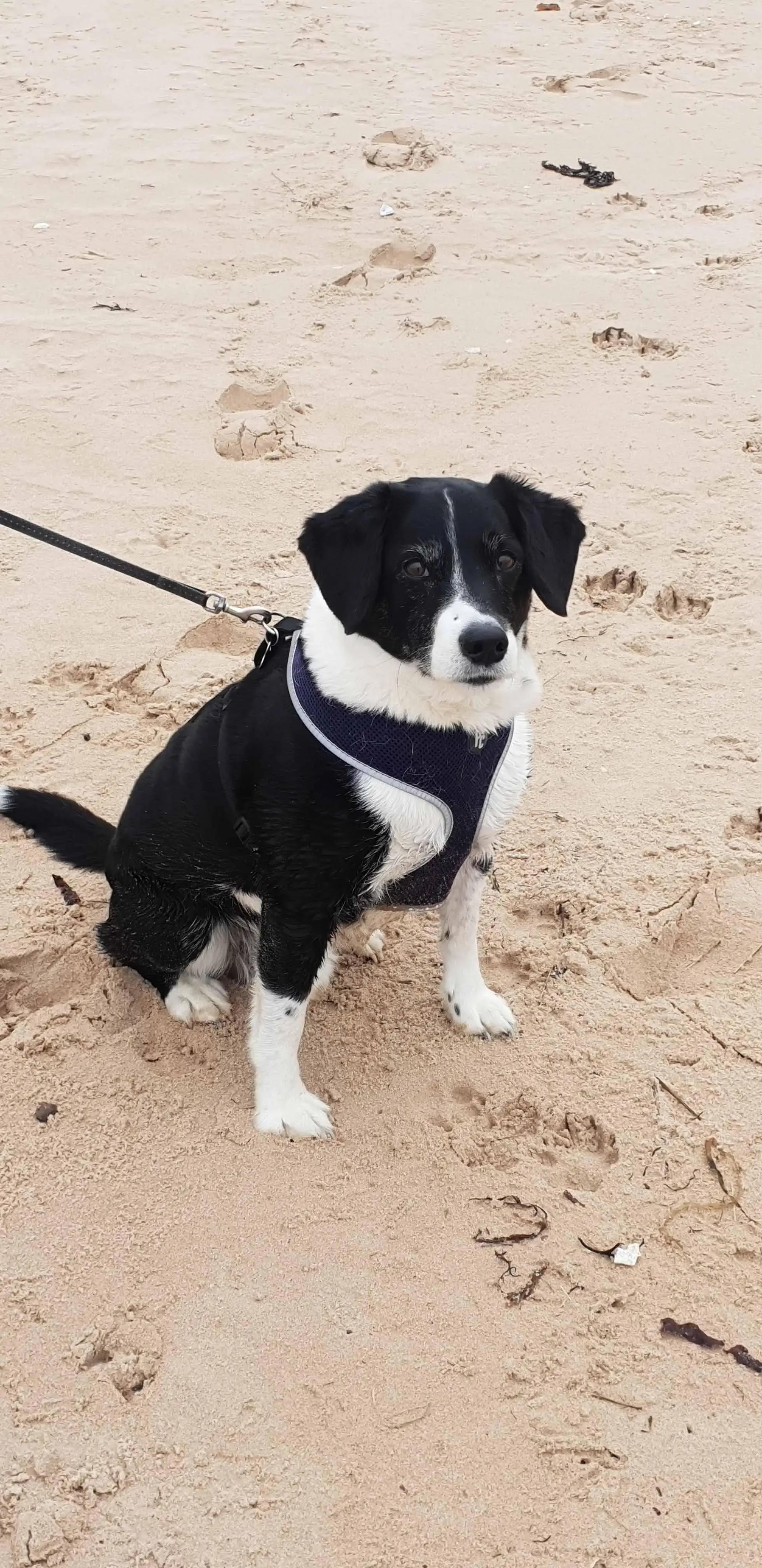 Cody Border Collie | Purina UK